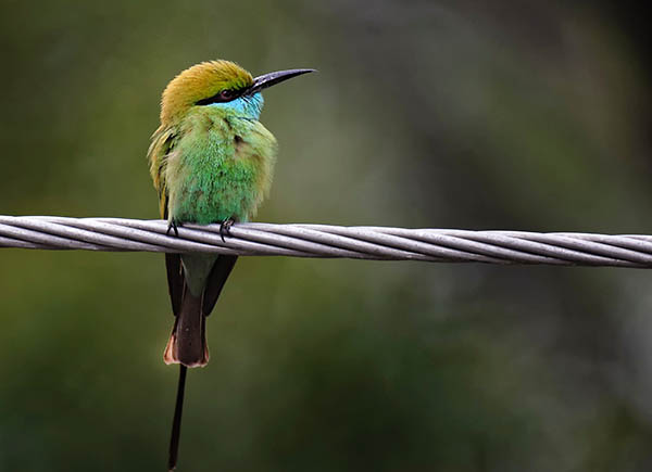 Birds, Examples from A to Z - Marias Place