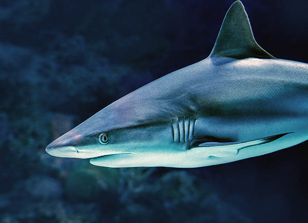 Limericks #1 - Marias Place