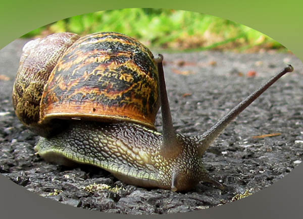 True or False, Animals #1 - Marias Place