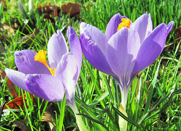 Split Words, Flowers - Marias Place