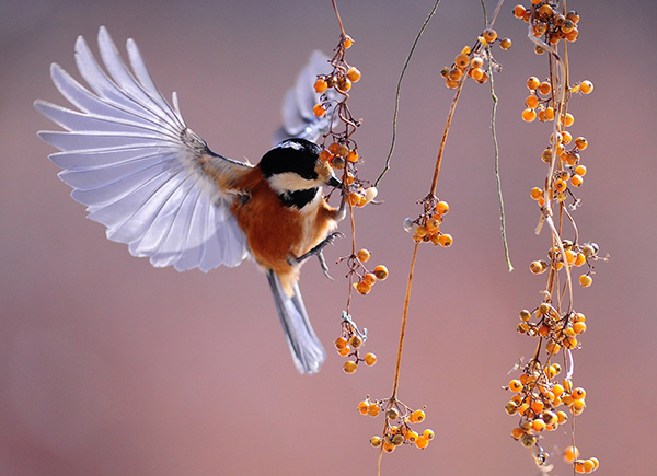 Reminiscing: Nature Quotes and Journal Sheet - Marias Place