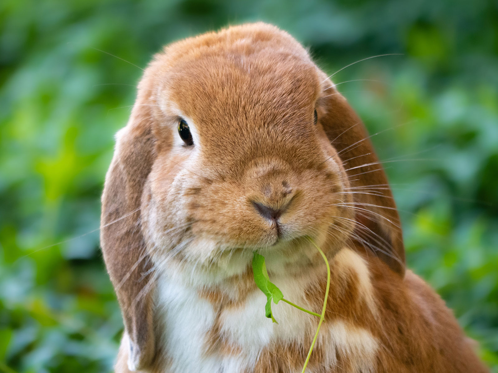 Rabbit Quiz, True or False? - Marias Place