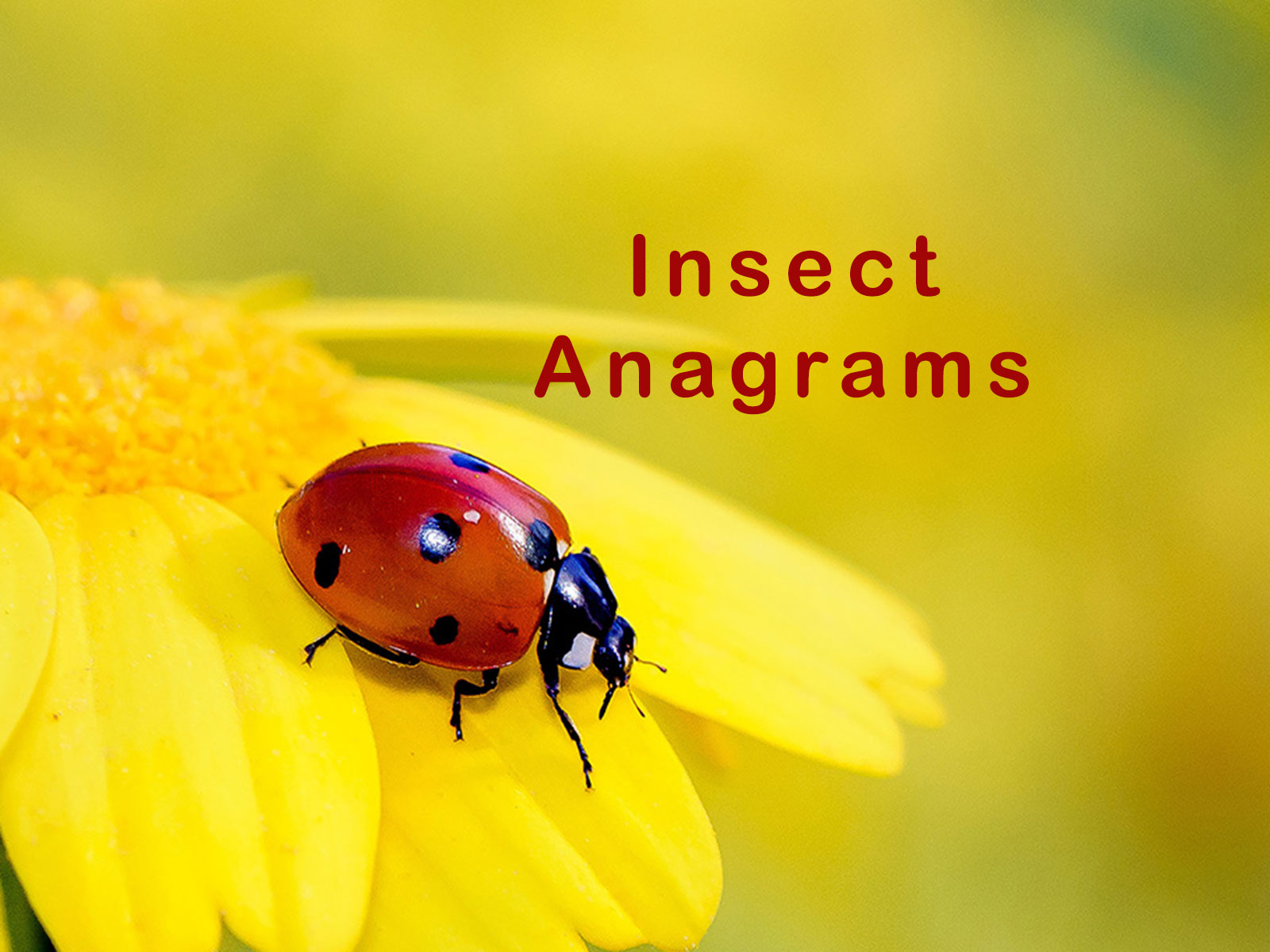 Insect anagrams activity - Marias Place